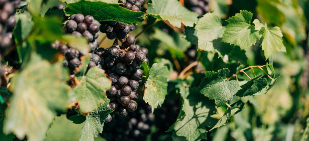 Grape Life Cycle: The Lifetime of a Vine - Chateau Grand Traverse